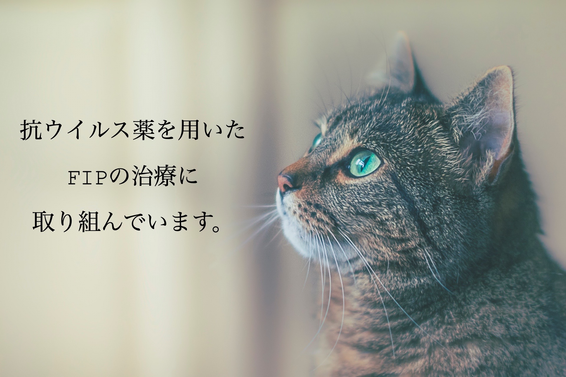 Fipとその診断について